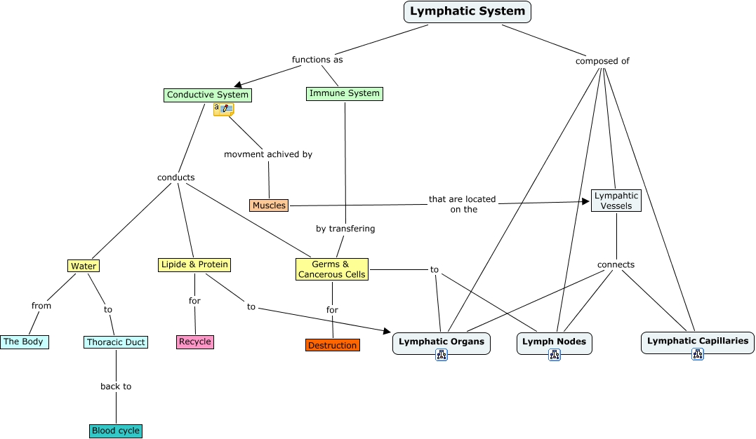 Lymphatic System